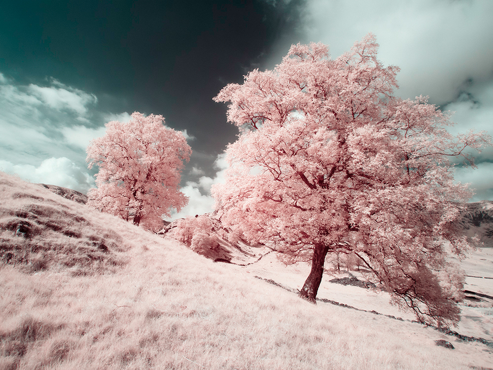 Another Example of False Infrared Colour – The Lightweight Photographer