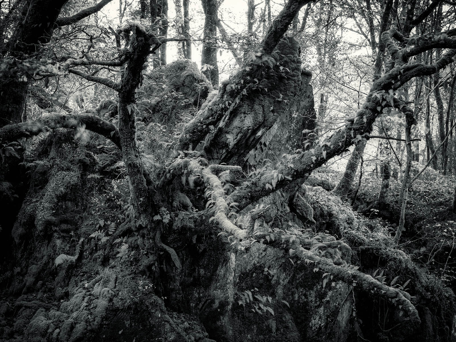 High-Resolution Pixel Peeping with the Panasonic G9 – The Lightweight ...